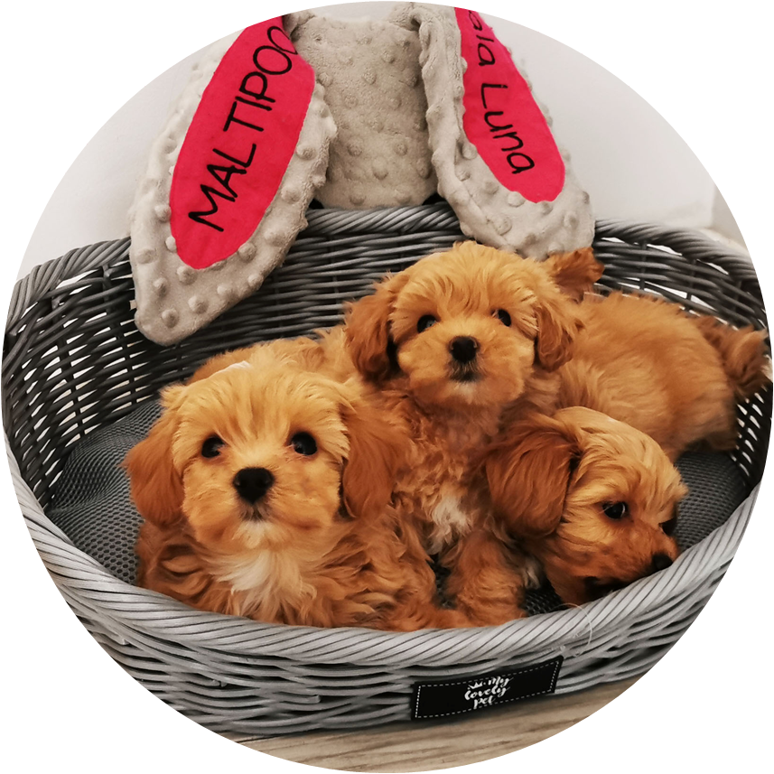 Szczeniaki / Zakup Psa » MALTIPOO LaLa Luna Szczeniaki / Zakup Psa » MALTIPOO LaLa Luna